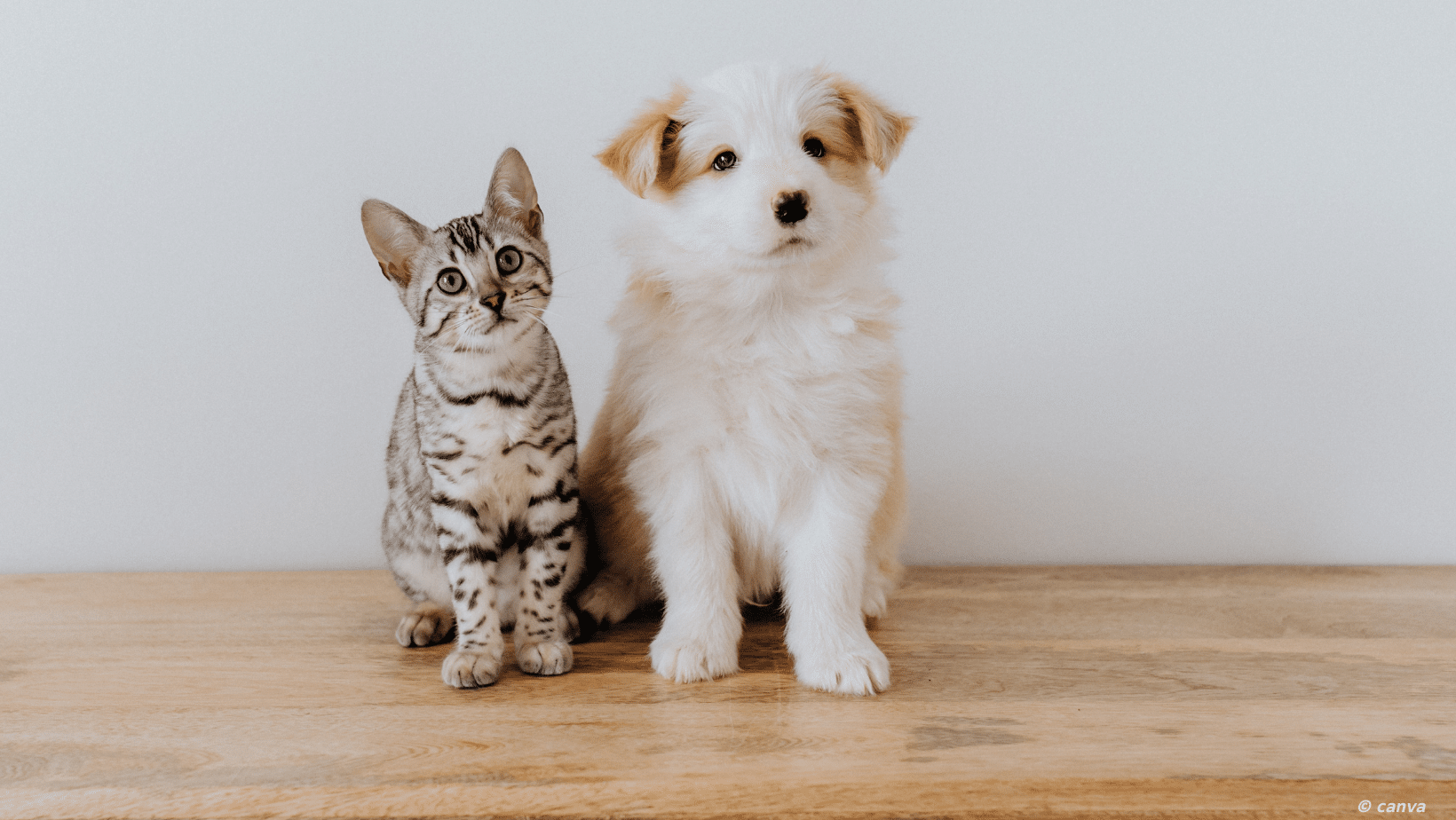 200 Pet Names to Inspire Your Next Adoption