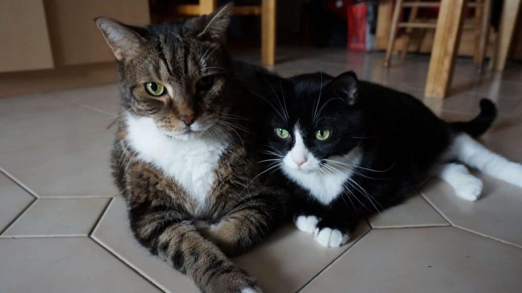 Poussine, la petite chatte qui ne se laissait pas attraper - Valérie Prince