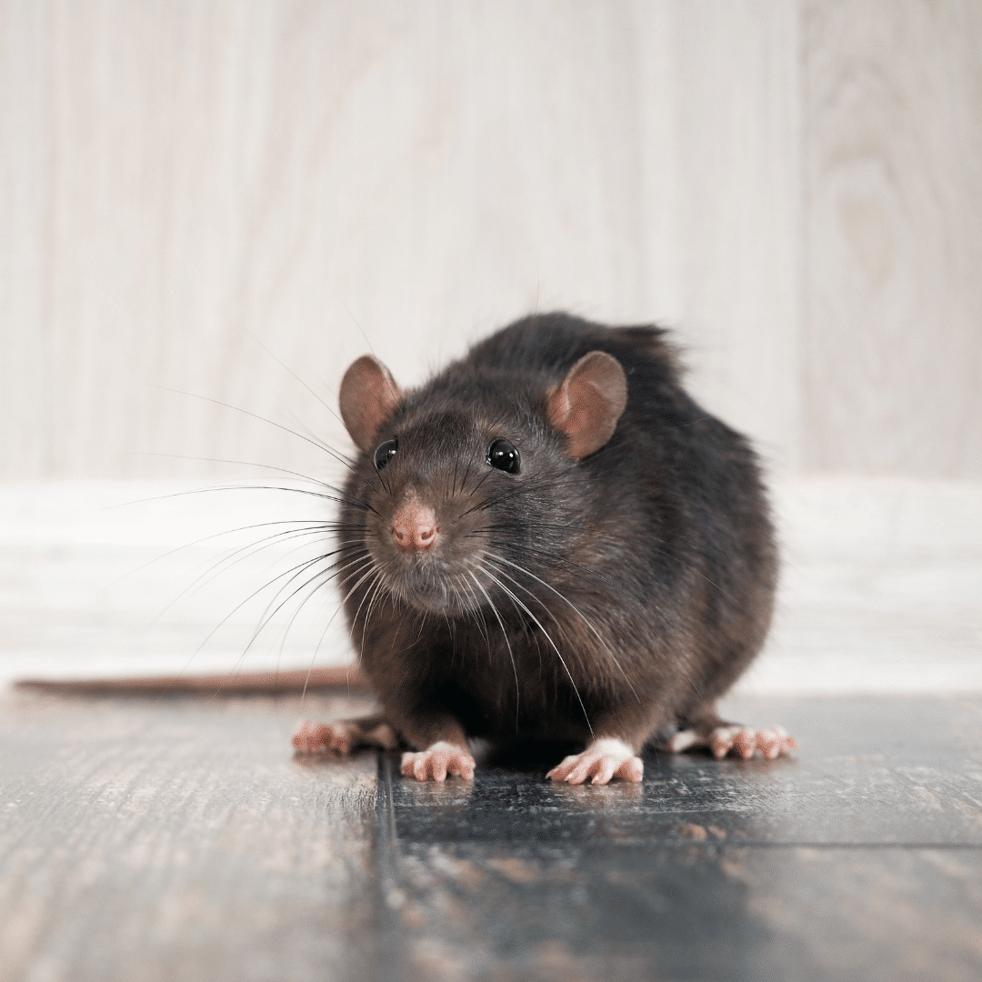 Lapin, cochon d’Inde et rat ont des dents qui poussent tout le temps ...