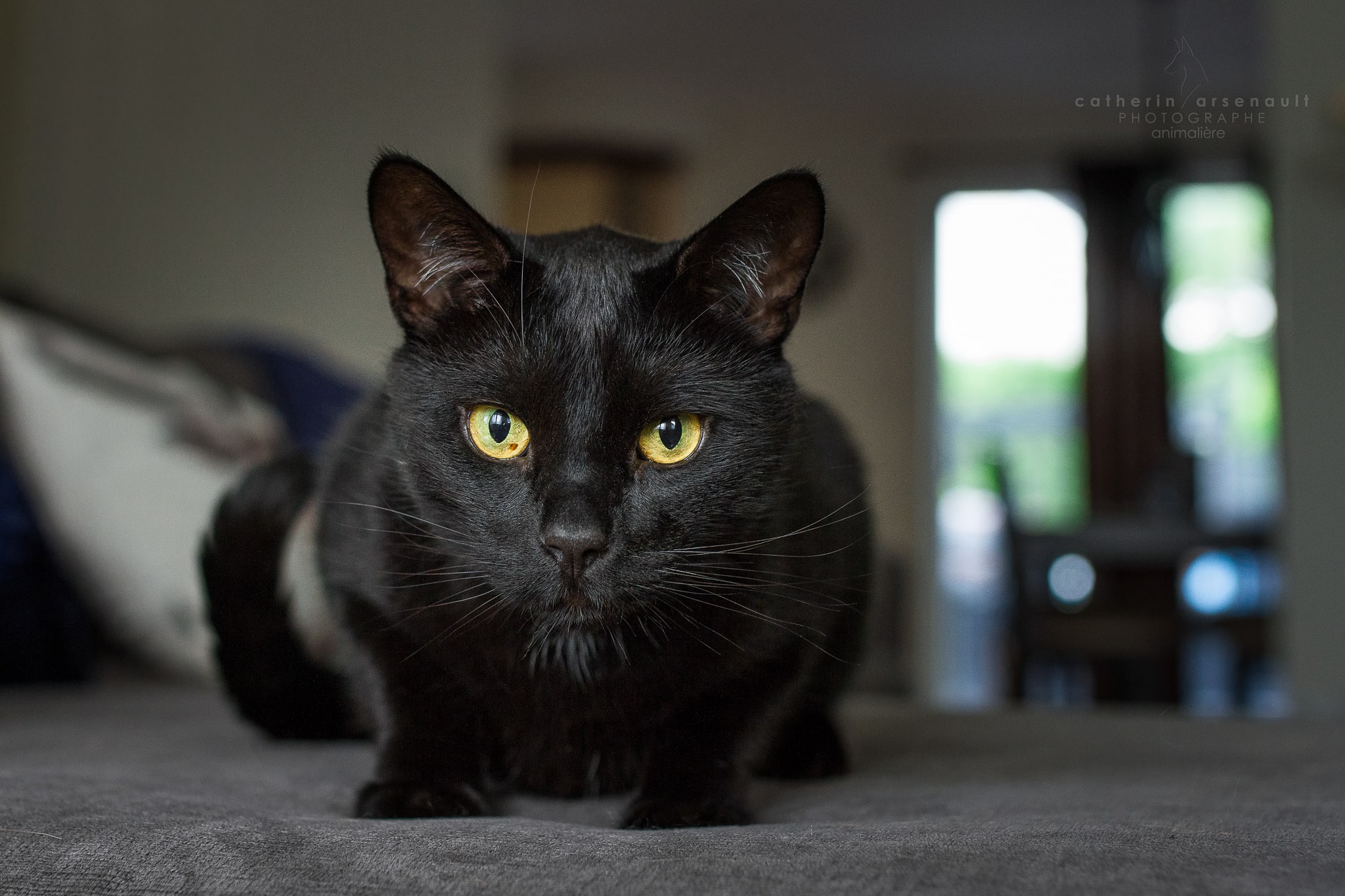 3 conseils de pro pour faire de belles photos de chat noir - Catherin Arsenault
