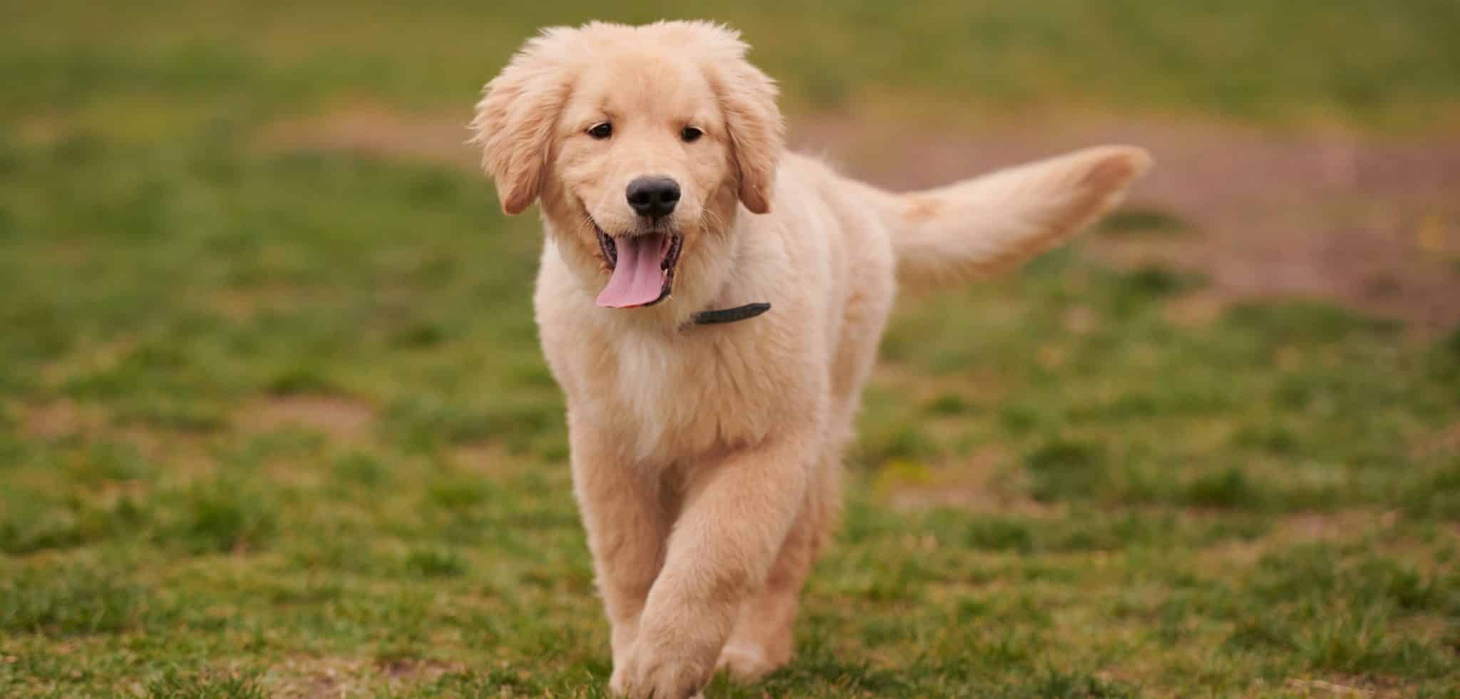 La panostéite chez le chien. Quand grandir fait mal. - Dre Jiakim ...