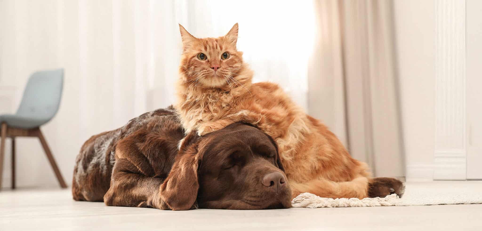 Pet Name Trends 2026: Possible top names for cats and dogs - Flair & cie
